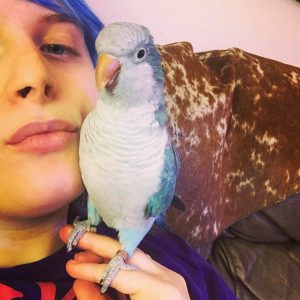 Parrot creations by Amy page - All Star Parrots