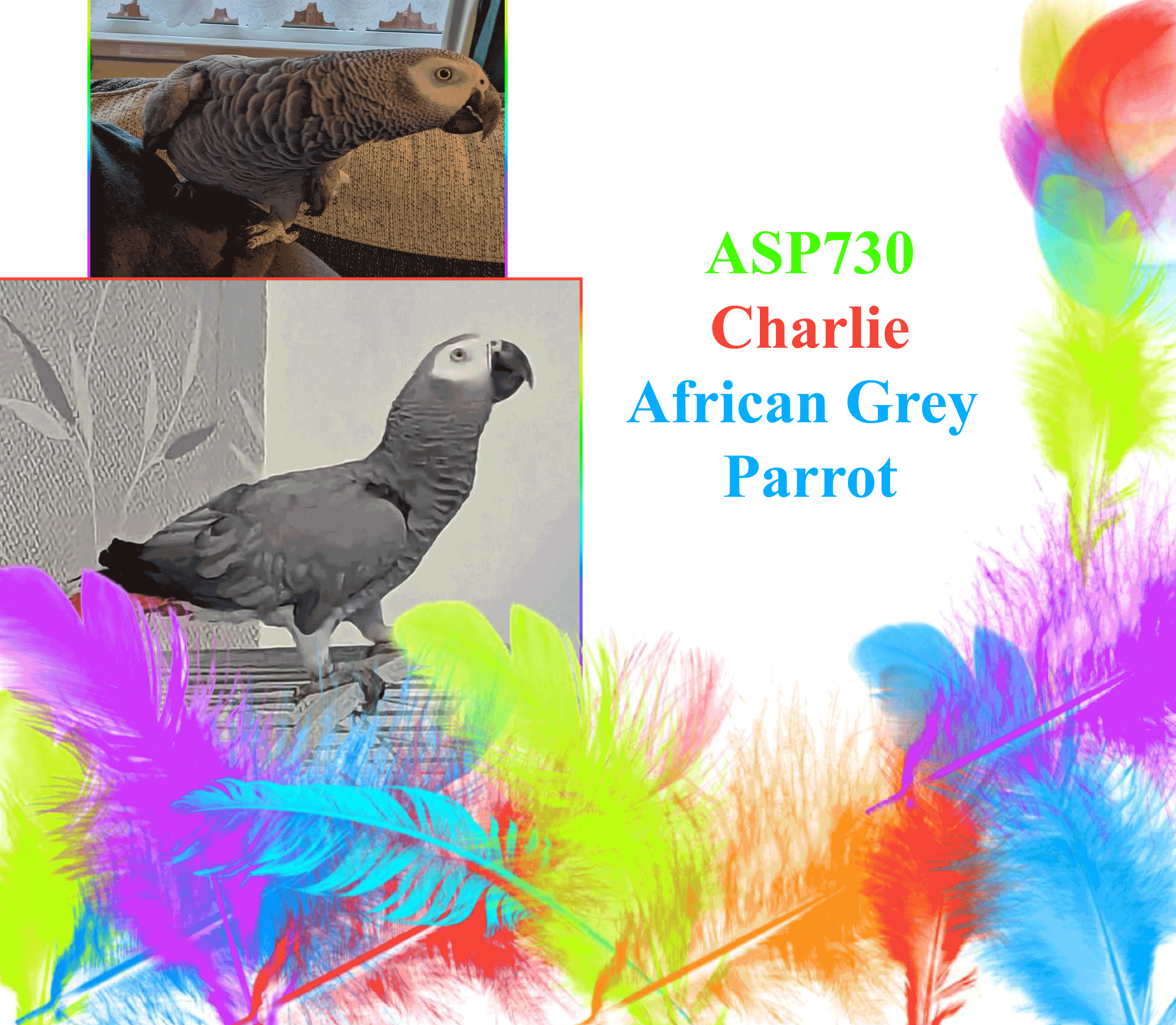 Home - All Star Parrots Rescue and Rehoming allstarparrots.co.uk