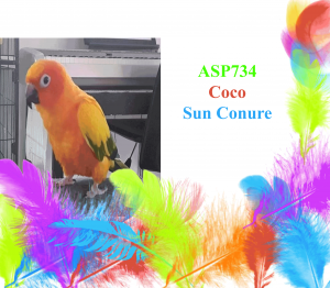 ASP734 - Coco - Sun Conure - All Star Parrots