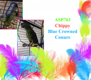 ASP761 - Chippy - Blue Crowned Conure - All Star Parrots