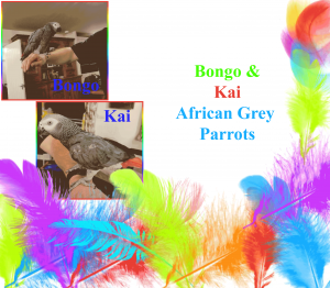 Bongo and Kai - African Grey Parrots - All Star Parrots