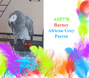 ASP778 - Barney _ African grey Parrot - All Star Parrots