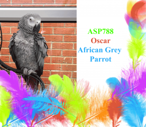 ASP788 - Oscar - African Grey Parrot - All Star Parrots
