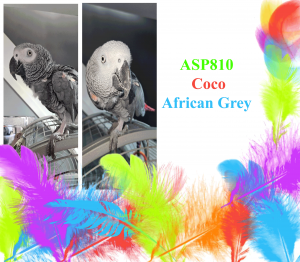 ASP810 - Coco - African Grey Parrot - All Star Parrots