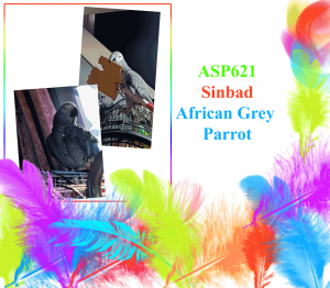 ASP621 - Sinbad - African Grey Parrot - All Star Parrots