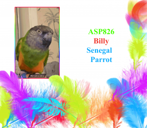 ASP826 - Billy - Senegal Parrot - All Star Parrots