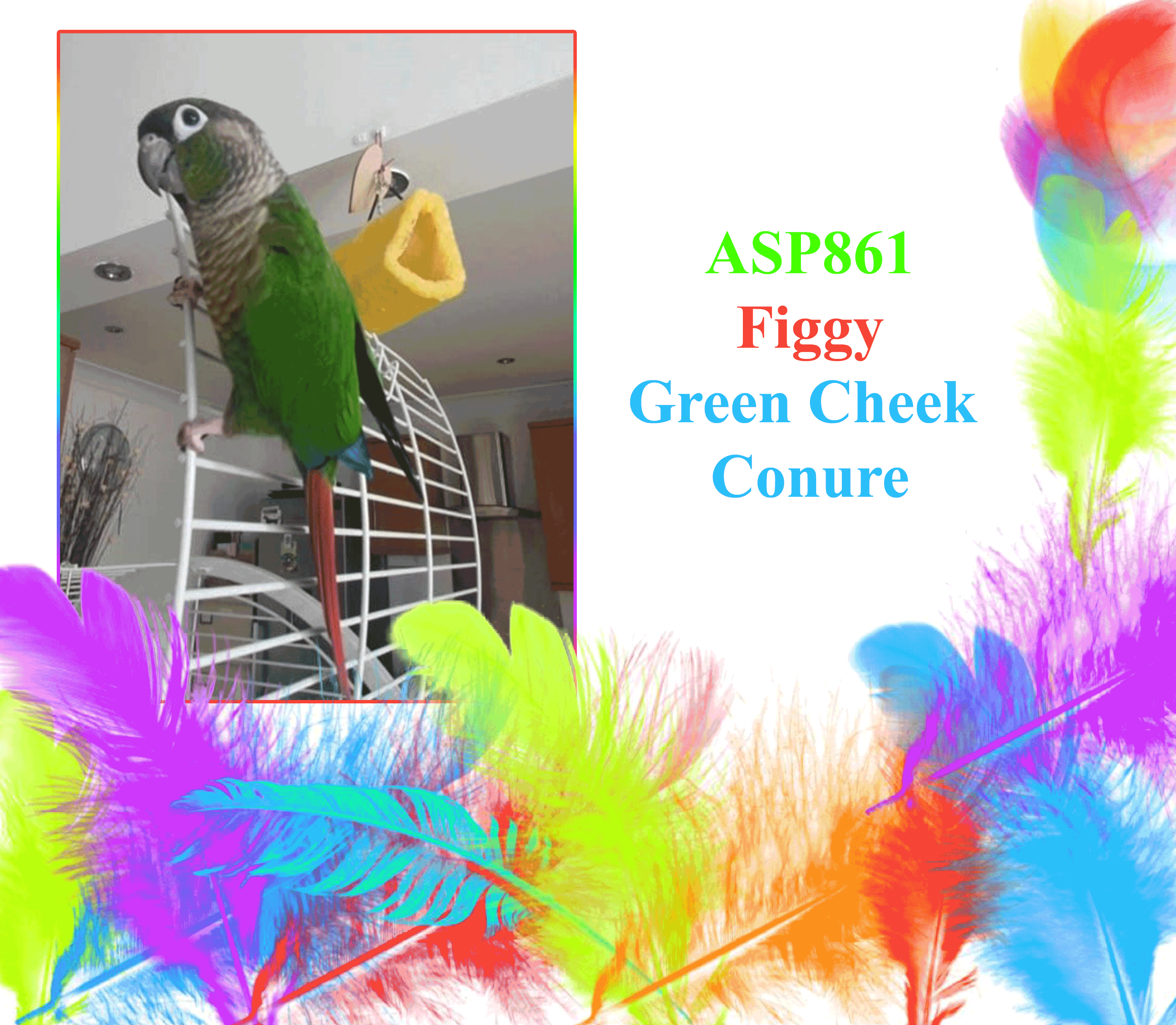 Home - All Star Parrots Rescue and Rehoming allstarparrots.co.uk