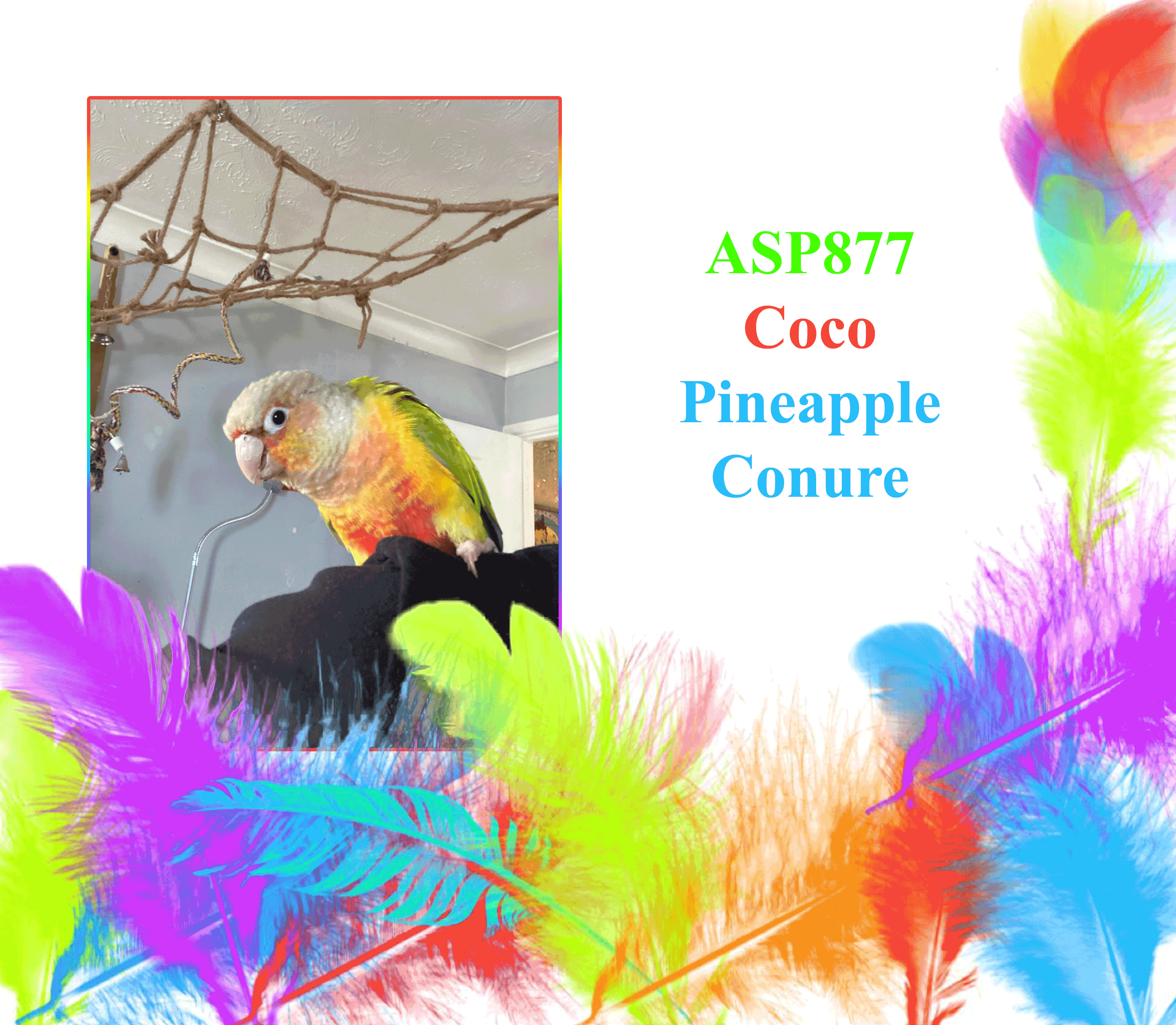 Home - All Star Parrots Rescue and Rehoming allstarparrots.co.uk