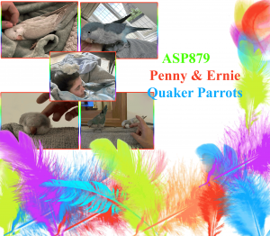 ASP879 - Penny and Ernie - Quaker Parrots - All Star Parrots