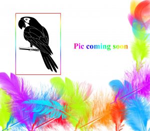 ASP1027 - Ruben - African Grey Parrot - All Star Parrots