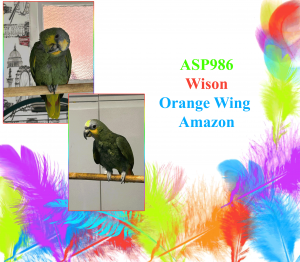ASP986 – Wilson – Orange Wing Amazon – All Star Parrots