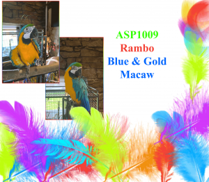 ASP1009 - Rambo - Blue and Gold Macaw - All Star Parrots