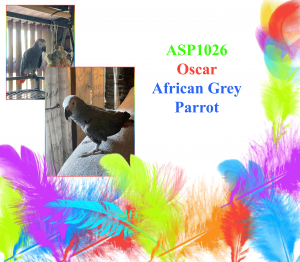 ASP1026 - Oscar - African Grey Parrot - All Star Parrots