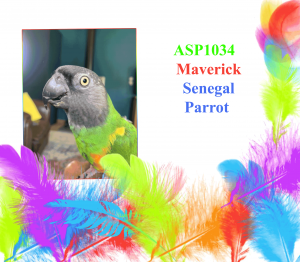 ASP1034 - Maverick - Senegal Parrot - All Star Parrots