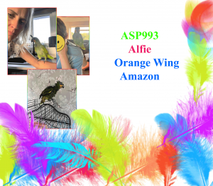 ASP993 - Alfie - Orange Wing Amazon - All Star Parrots