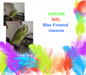 ASP1105 - Billy - Blue Fronted Amazon - All Star Parrots